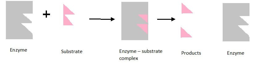 Models to describe the enzyme substrate interactions