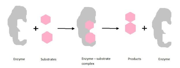 Models to describe the enzyme substrate interactions