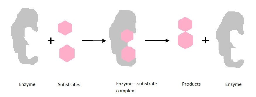Models To Describe The Enzyme Substrate Interactions